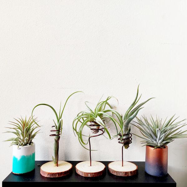 "Log-in!" - Handmade Air Plants Stand with Wood Log Base