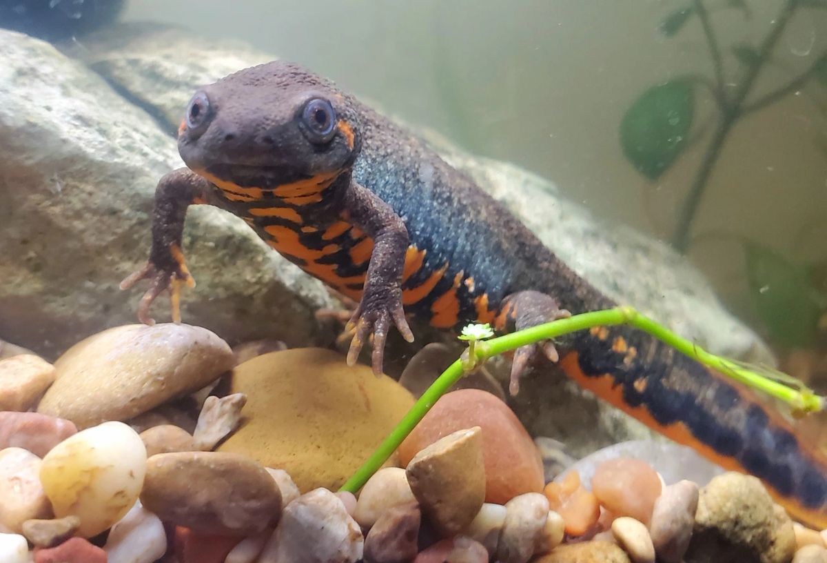 Cynops Cyanurus (Fire Belly Newts)