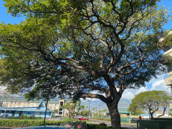 50 Monkey Pod Tree Samanea Saman Seeds Outdoor & Gardening Home ...