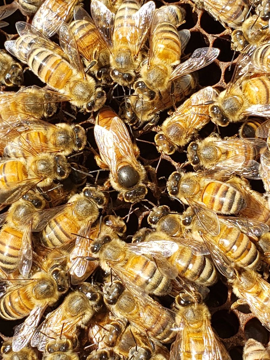 Italian Queen Unmarked Open Mated