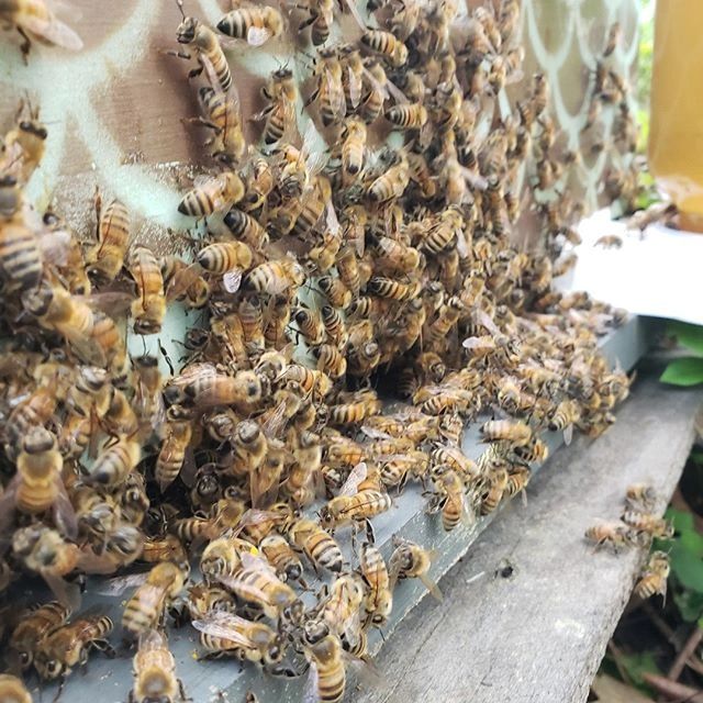 SOLD OUT FOR 2025 3 LB Italian Bee Package with Queen