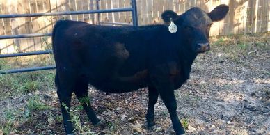 HR Aberdeens - American Aberdeen, Lowline Angus for Sale | HR Aberdeens