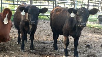 HR Aberdeens - American Aberdeen, Lowline Angus for Sale | HR Aberdeens