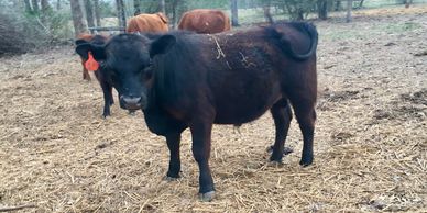 HR Aberdeens - American Aberdeen, Lowline Angus for Sale | HR Aberdeens