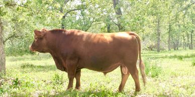 HR Aberdeens - American Aberdeen, Lowline Angus for Sale | HR Aberdeens