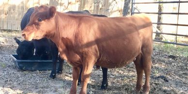 HR Aberdeens - American Aberdeen, Lowline Angus for Sale | HR Aberdeens