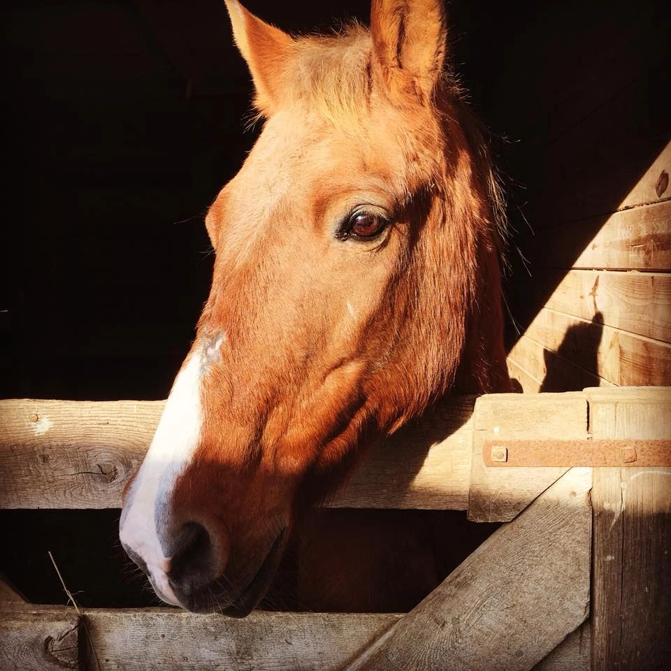 Adopt or Sponsor | Starfish Equine Rescue, 501 (c)(3)