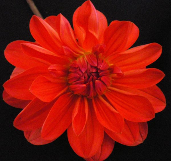 Miraflores - Dark Coral Orange, Good Cut Flower