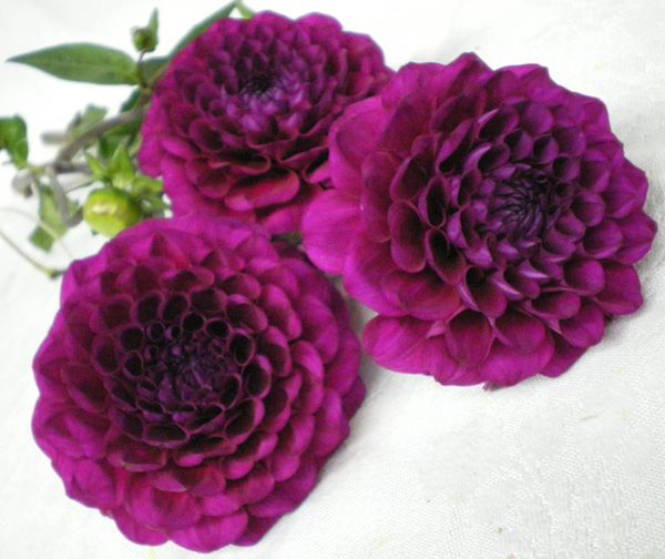 Purple Imp - Good Purple Cut Flower