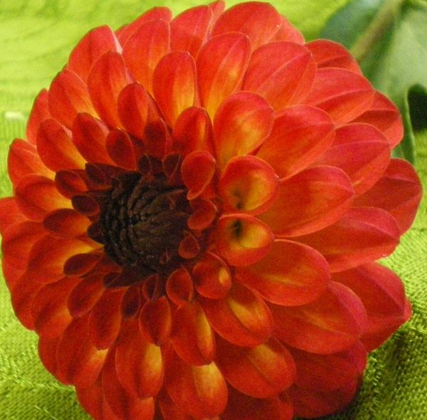 Raz Ma Taz- Small Red & Yellow