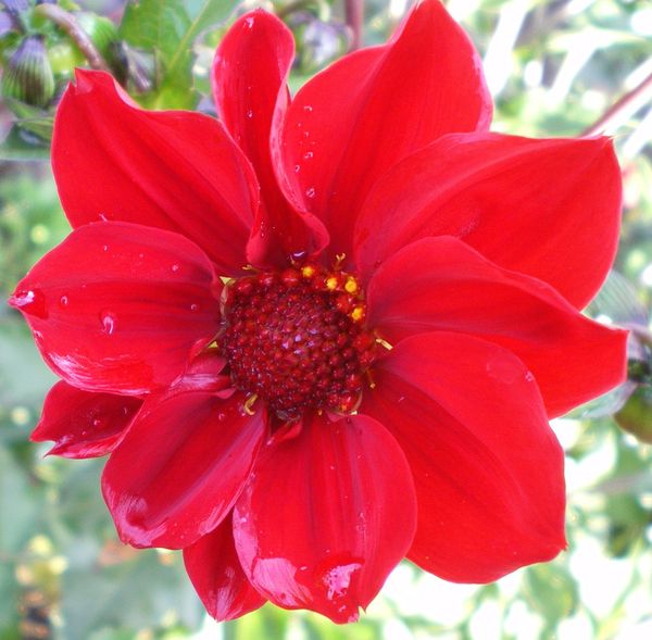 Red Susan - Black Leaf, Red Single