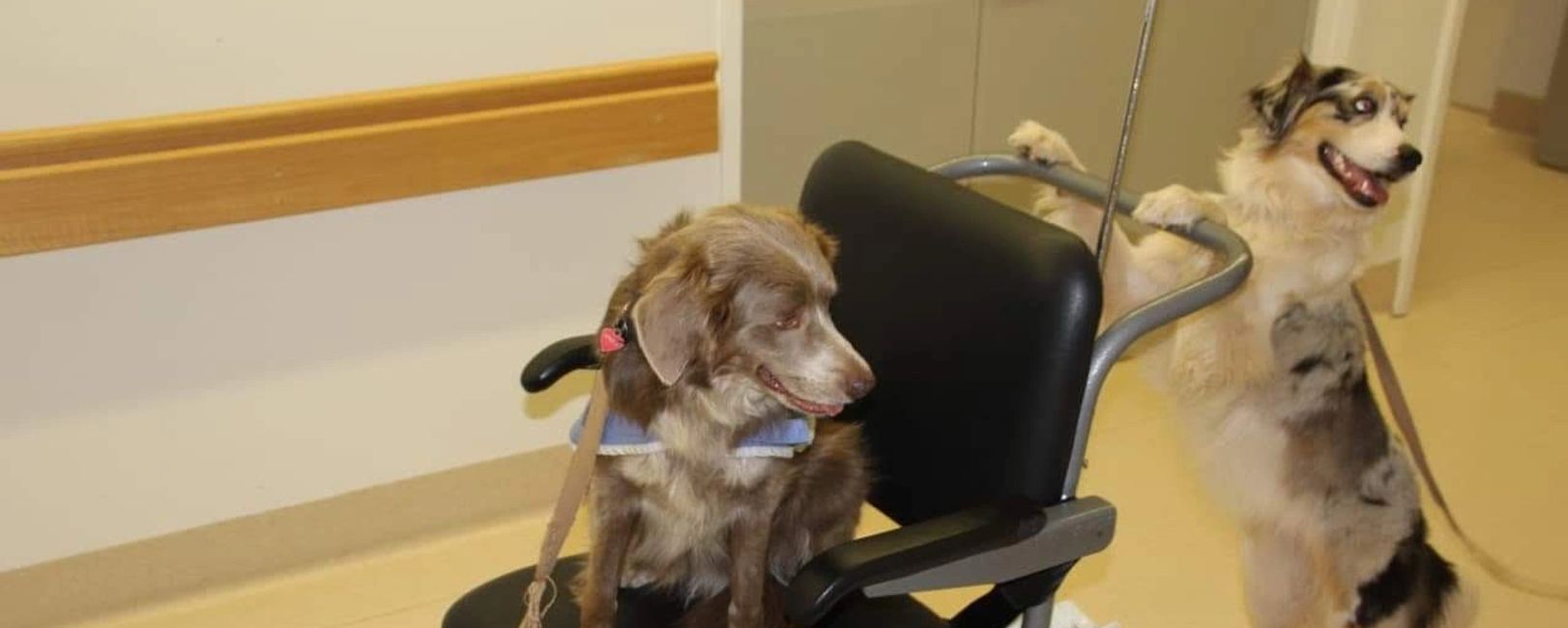 Therapy Dogs NSW - Therapy Dogs, Dog Trainer, Service Dog