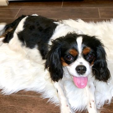 Cavapoos | Puppy's N Love