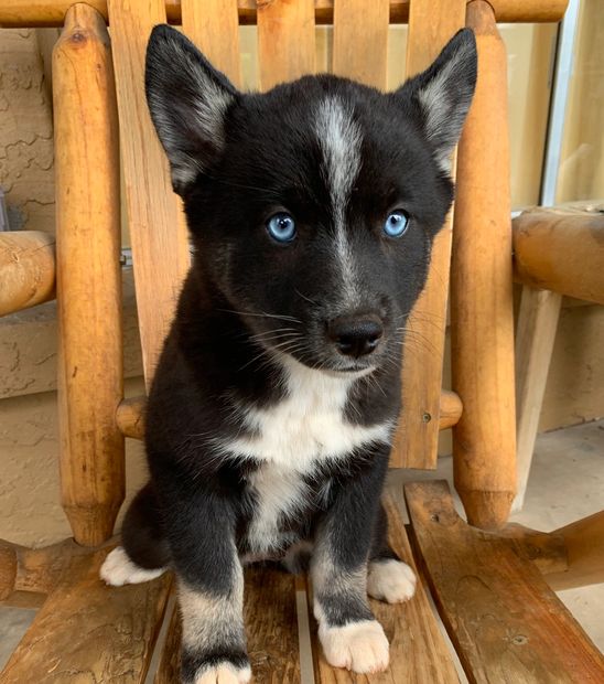 Pomskies | Puppy's N Love