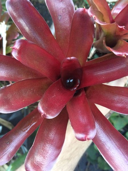Neoregelia