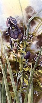 Iris and Wild Geranium