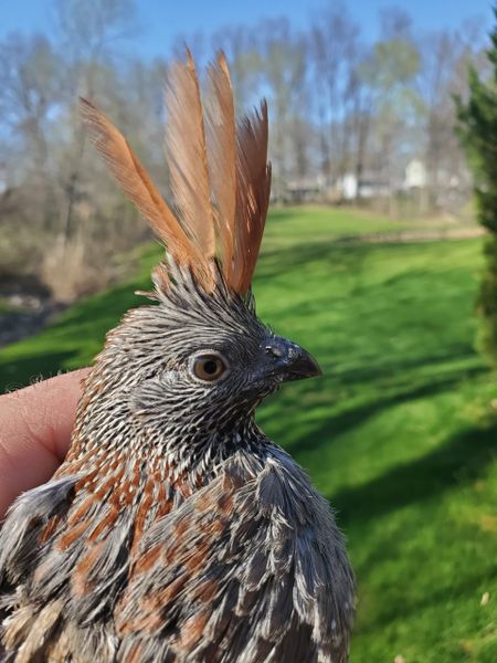 Benson Quail - pair