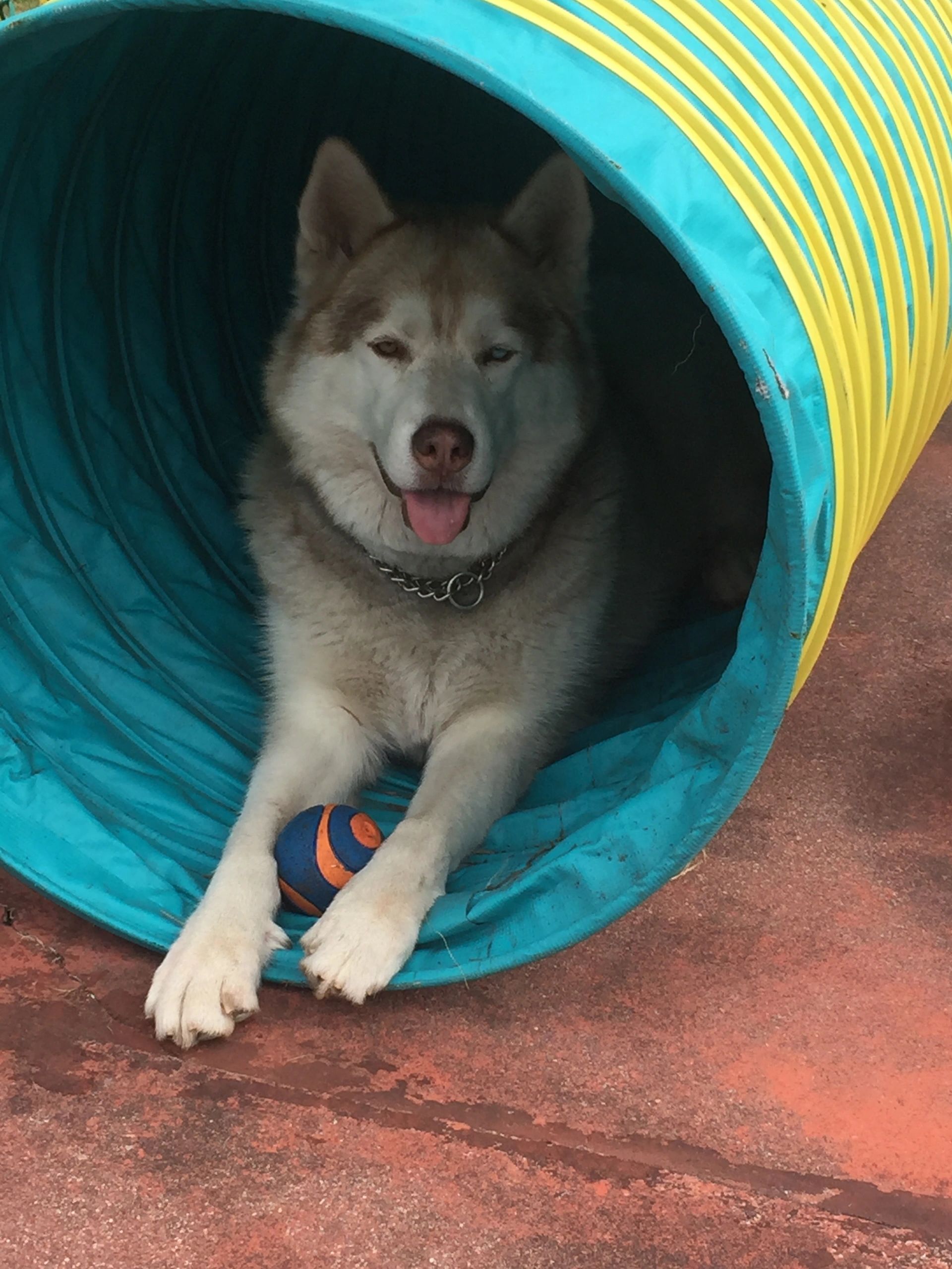 How Much Exercise Do High Energy Dogs Need