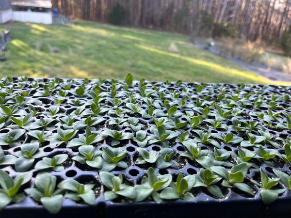 Live Lisianthus Voyage Series Starter Plug - Long-Lasting Flower for ...