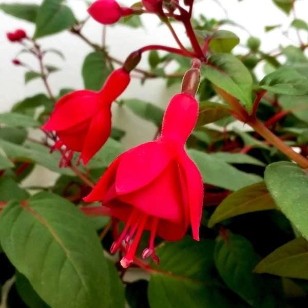 Fuchsia Live Plant, Hummingbird Magnet Flower Plant, 3-4" Pot