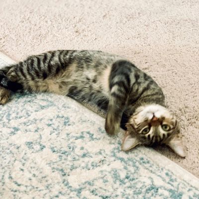 Pet Sitter - Paws n Tails Pet Services LLC