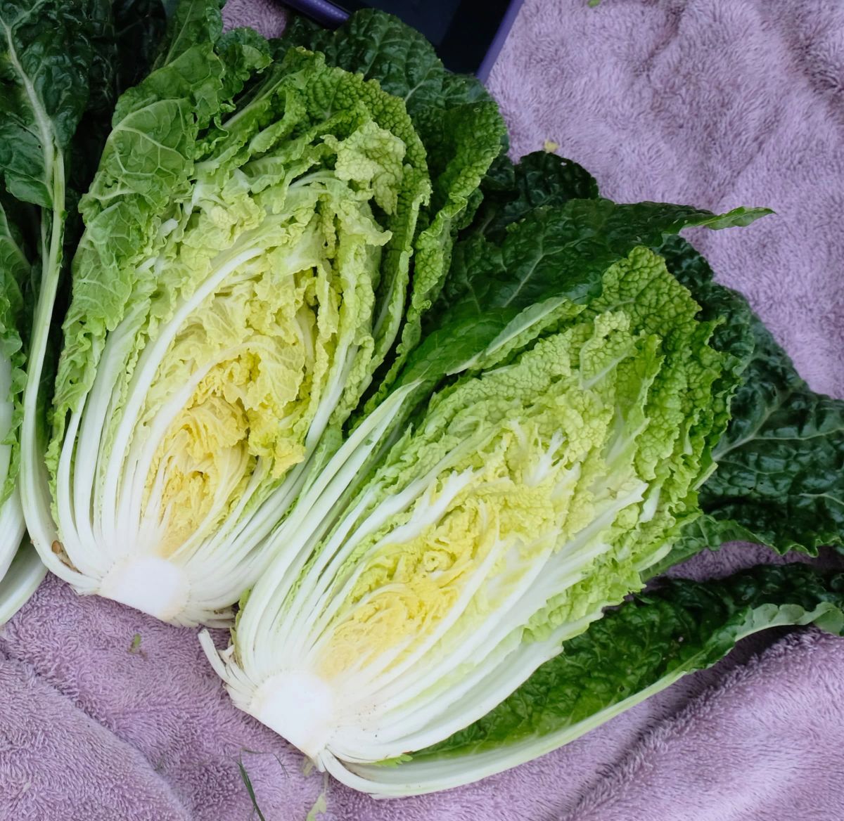Cabbage, Napa-WaWa-Mini Napa Cabbage
