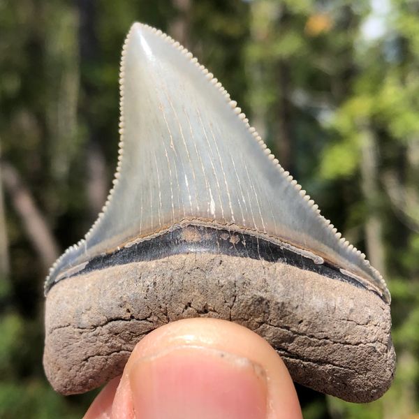 2.34 Inch Museum Quality South Carolinian Angustidens Tooth (SCAN-17)