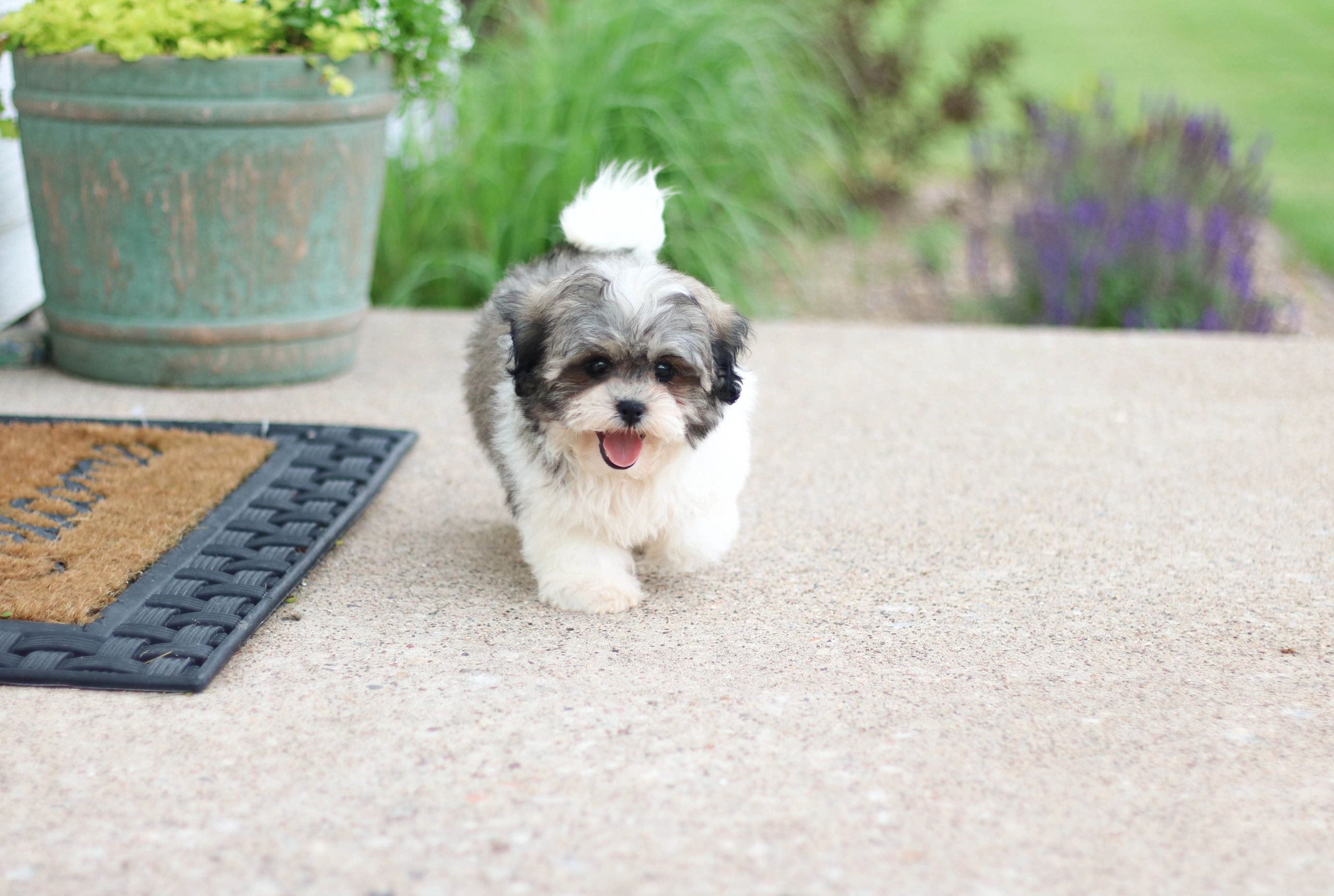 How Often Should You Feed A Shichon Puppy