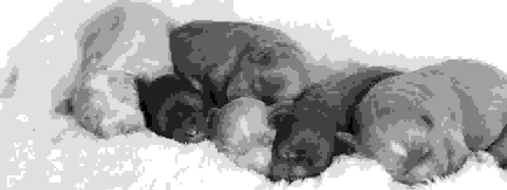 Shihpoo Puppies for Sale | StonyRidge Puppies, Shih Poo Puppies, Poodle ...