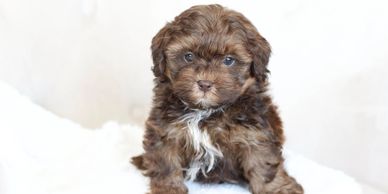 Shihpoo Puppies for Sale | StonyRidge Puppies, Shih Poo Puppies, Poodle ...