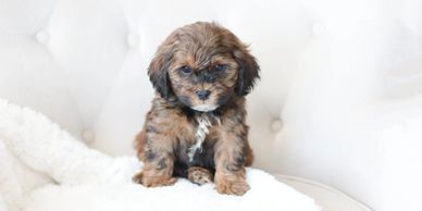 Shihpoo Puppies for Sale | StonyRidge Puppies, Shih Poo Puppies, Poodle ...