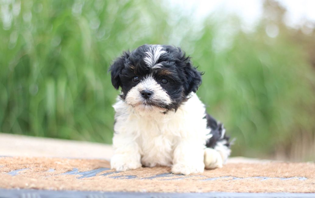 "Teddy Bear" Shichon Puppies for Sale: Shichon | Shitzu Mix | Small ...