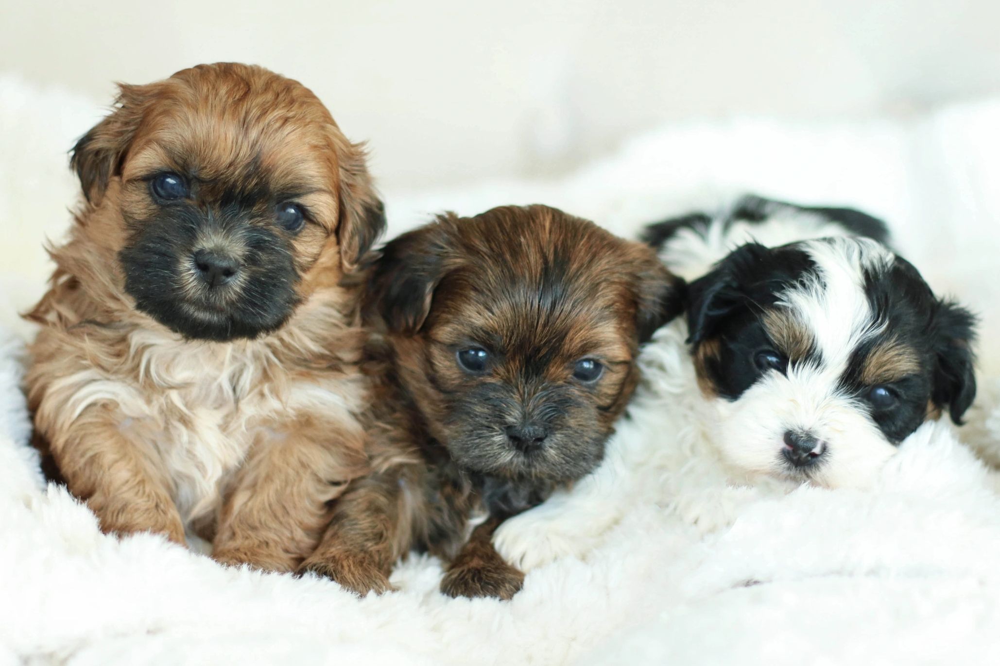 StonyRidge Shichon Puppies | Shichon, Teddy Bear Puppies for Sale ...