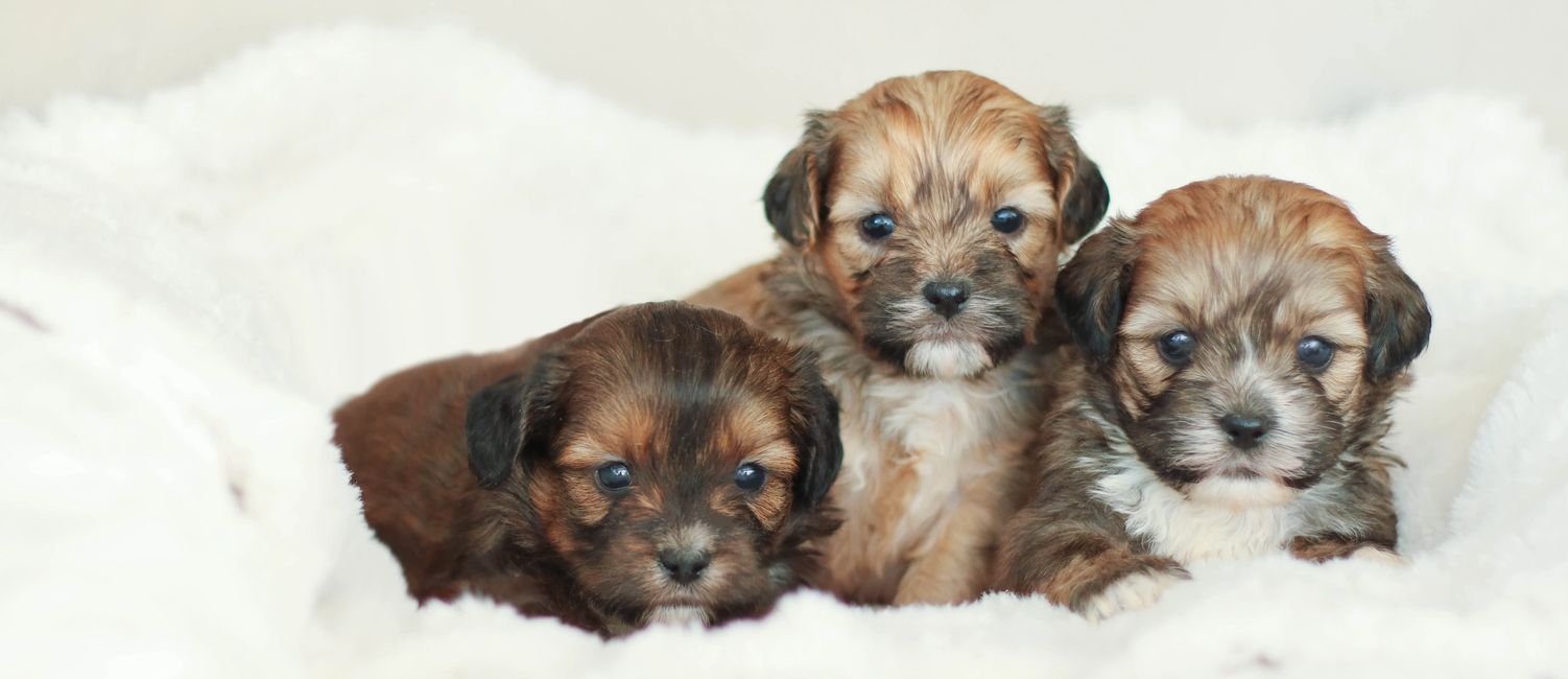 Shihpoo Puppies for Sale | StonyRidge Puppies, Shih Poo Puppies, Poodle ...