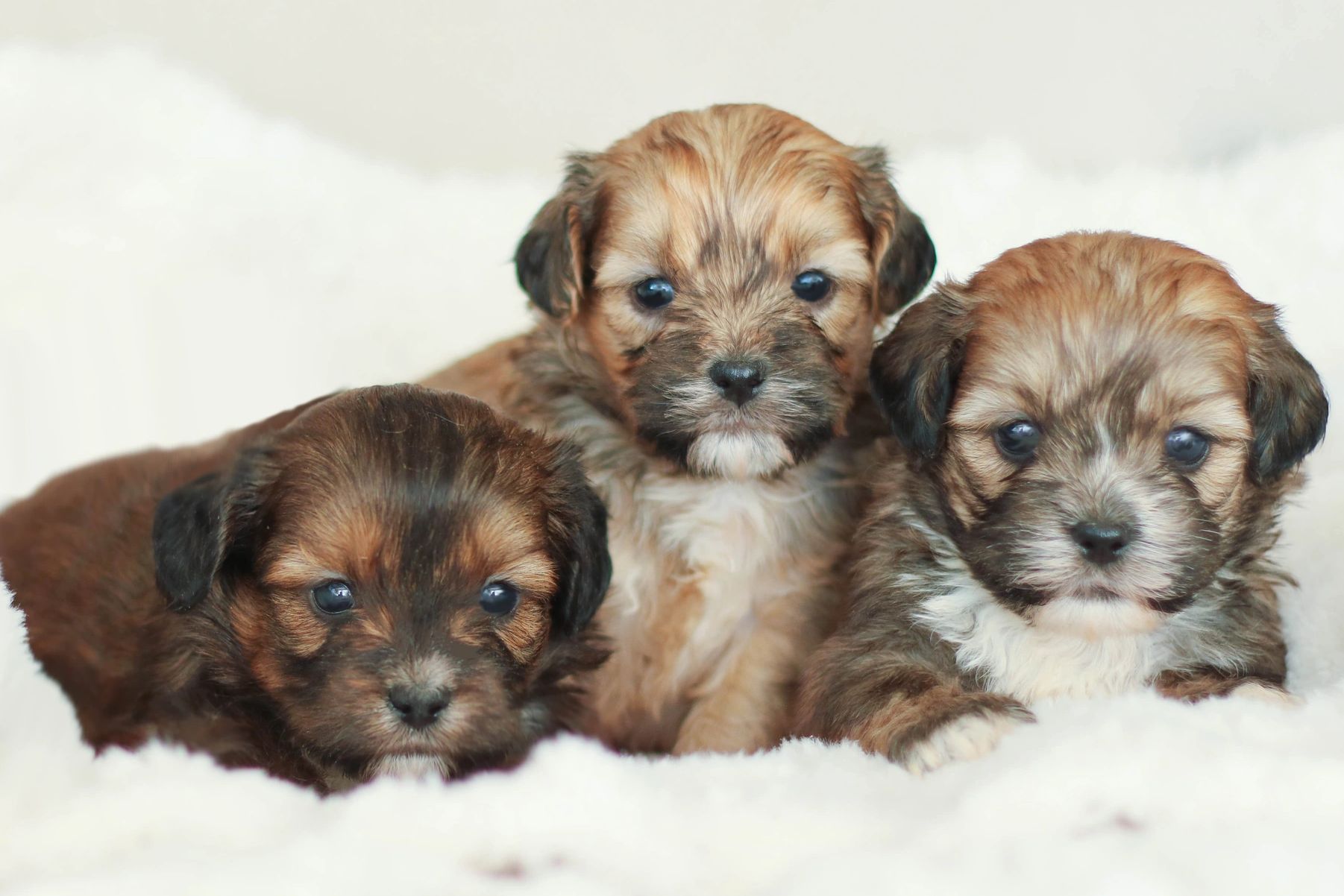 "StonyRidge Puppies"- Puppies for Sale: Shih Poo Puppies for Sale ...