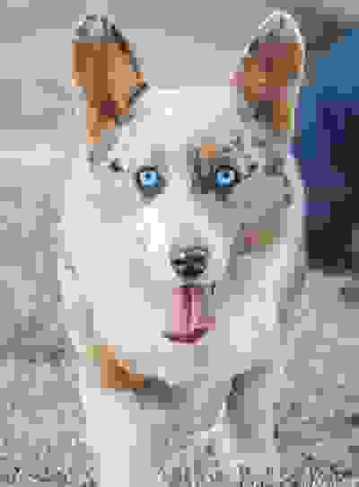 Forms | Magnolia Creek Corgis