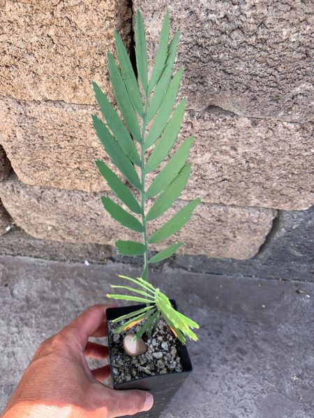 Encephalartos Dyerianus Lowveld Cycad Critically Endangered Rare Blue ...