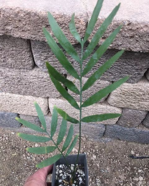 Encephalartos Cupidus Ultra Rare Blue Dwarf Cycad