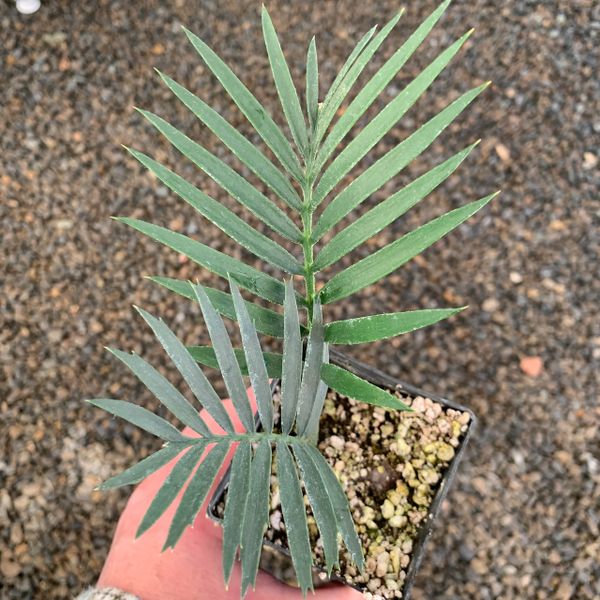Encephalartos Longifolius Joubertina Blue Cycad Gorgeous Leaves Plant