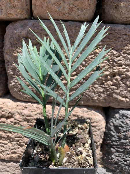 Encephalartos Trispinosus Bushman's River Blue Cycad Thorny Cold Hardy ...