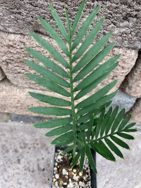 Encephalartos Cerinus - Waxen Cycad Dwarf Bluish Plant