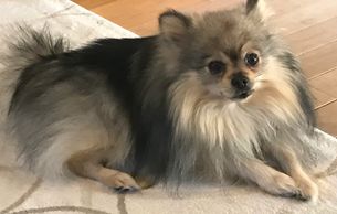 TLC Pomskies - Spring Litters Available | tlcpomskies.com