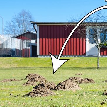 Mole Masters - Mole Extermination, Pest Control