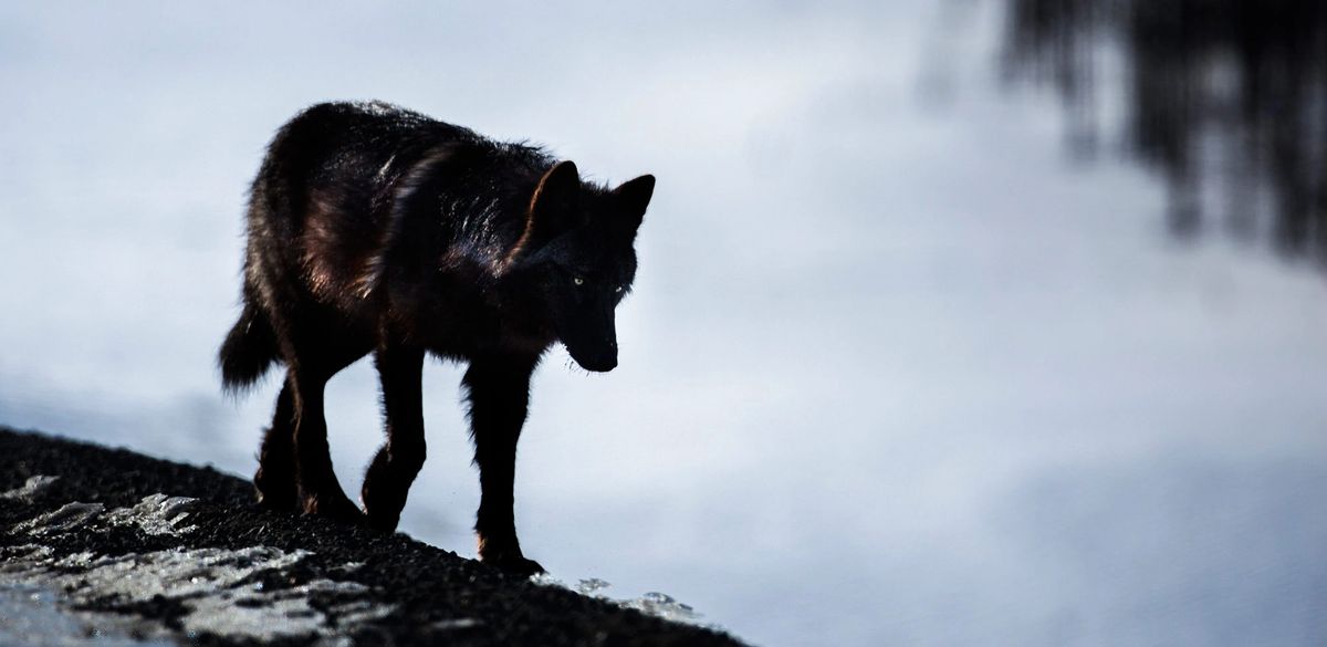 Black Phase Tactical