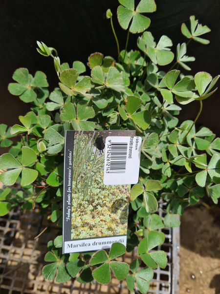 common nardoo ( marsilea drummondii)