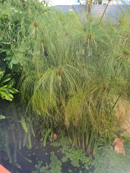 giant Egyptian papyrus medium size (Cyperus papyrus)