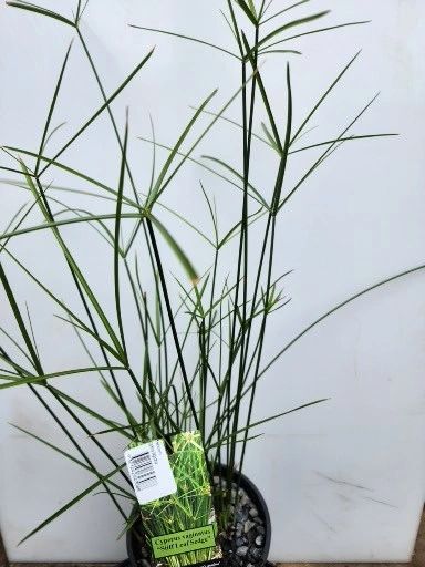 Stiff leaf sedge( cyperus vaginatus)