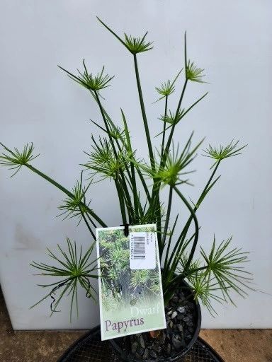 dwarf papyrus(cyperus prolifera)