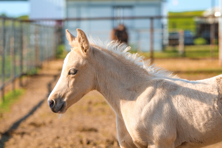Dunn Ranch - Horses, Horse, Breeding Farm