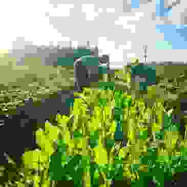 Welcome | Alaskan Farm